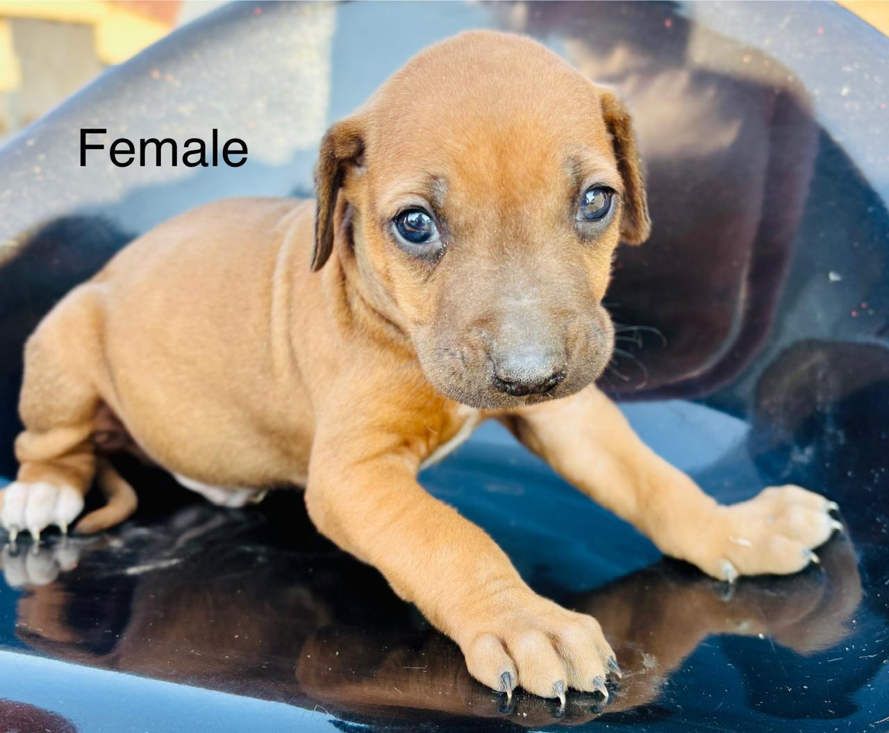 Rhodesian ridgeback puppies | Junk Mail Marketplace