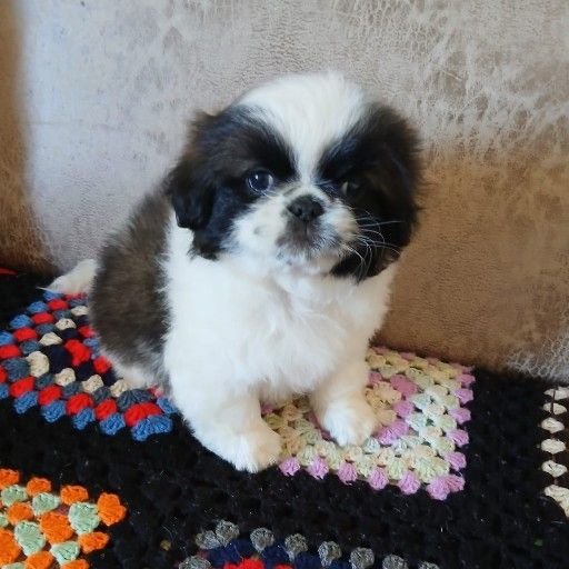 Miniature Pekingese | Junk Mail Marketplace