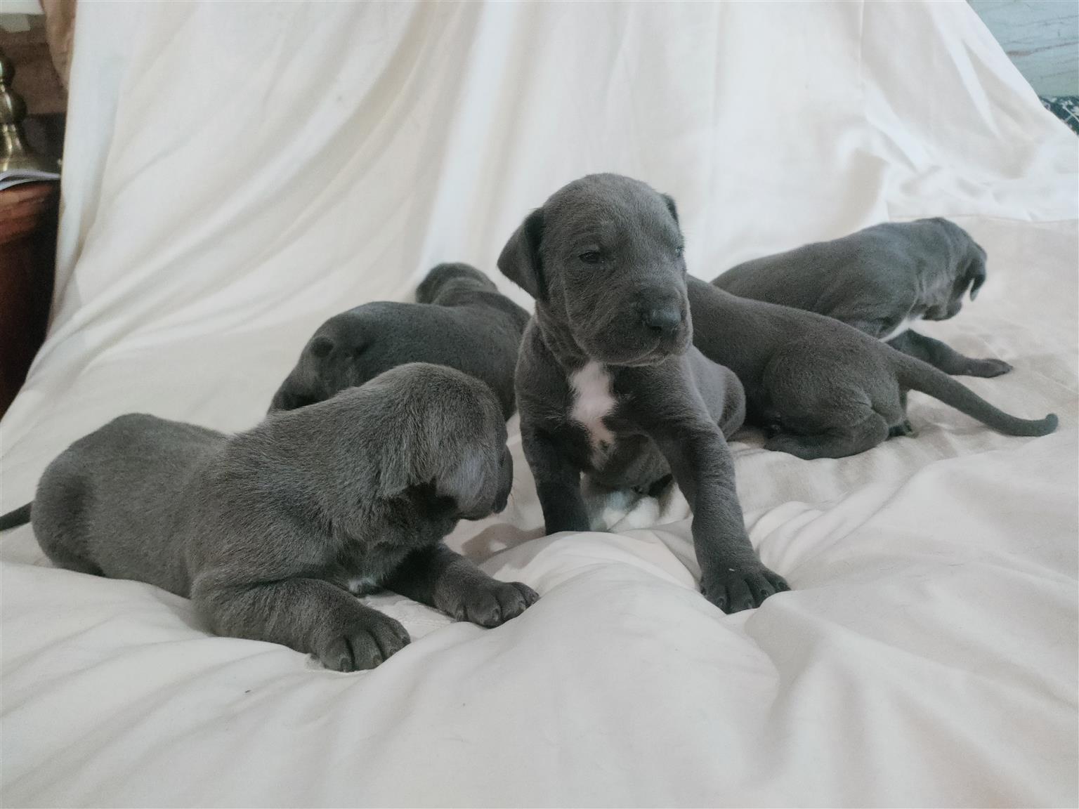Blue Great Dane Puppies for sale | Junk Mail Marketplace
