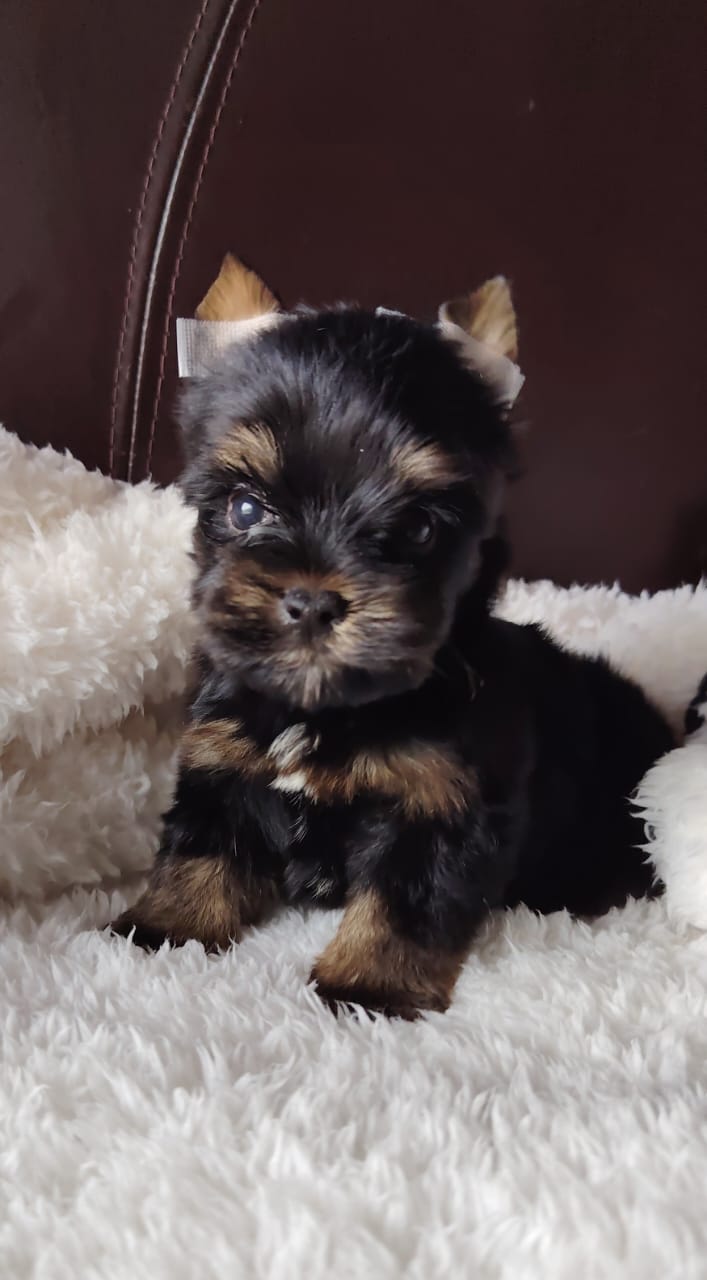 Traditional pocket size Yorkie males | Junk Mail Marketplace