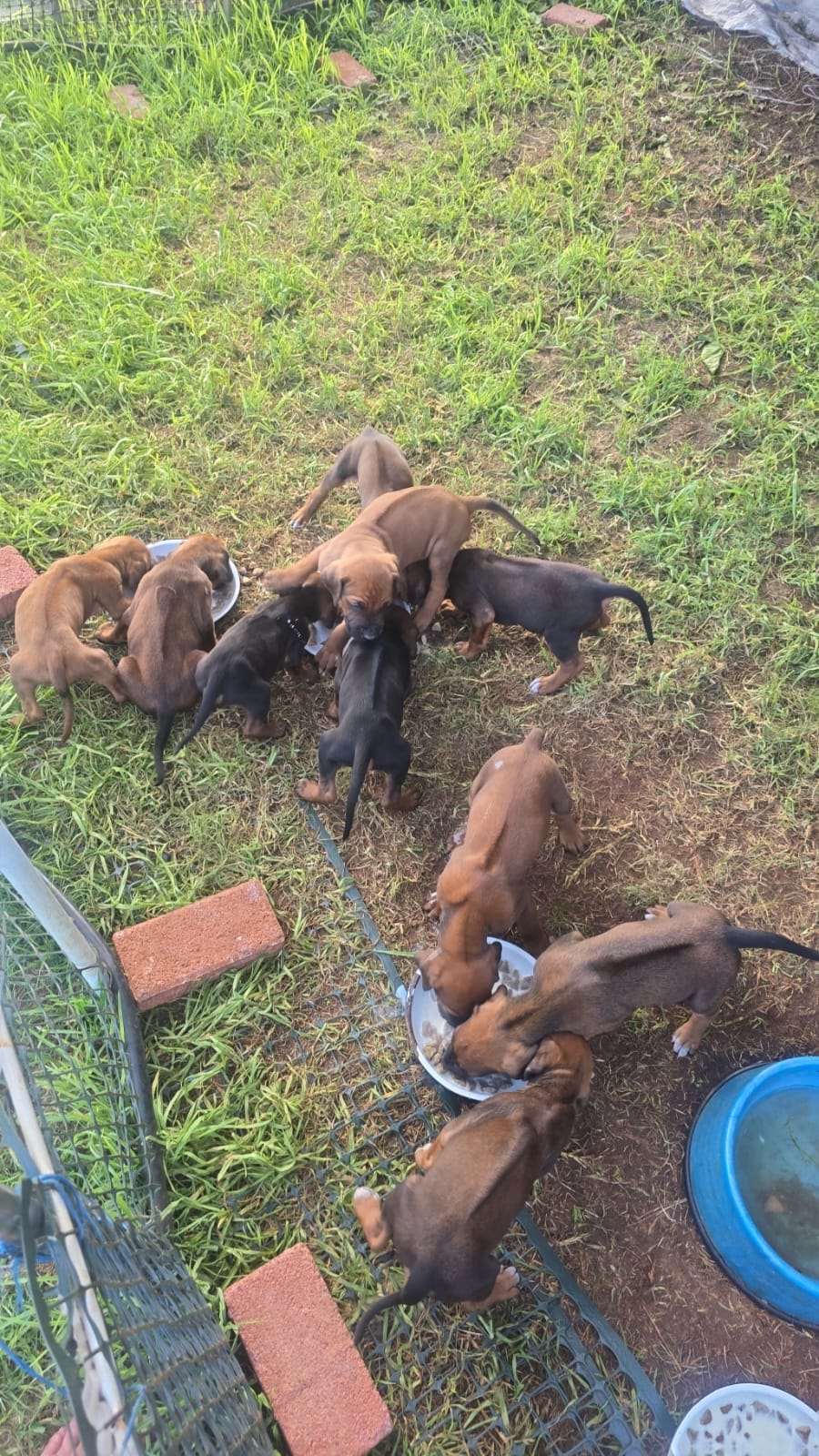 Rhodesian Ridgeback male puppy | Junk Mail Marketplace