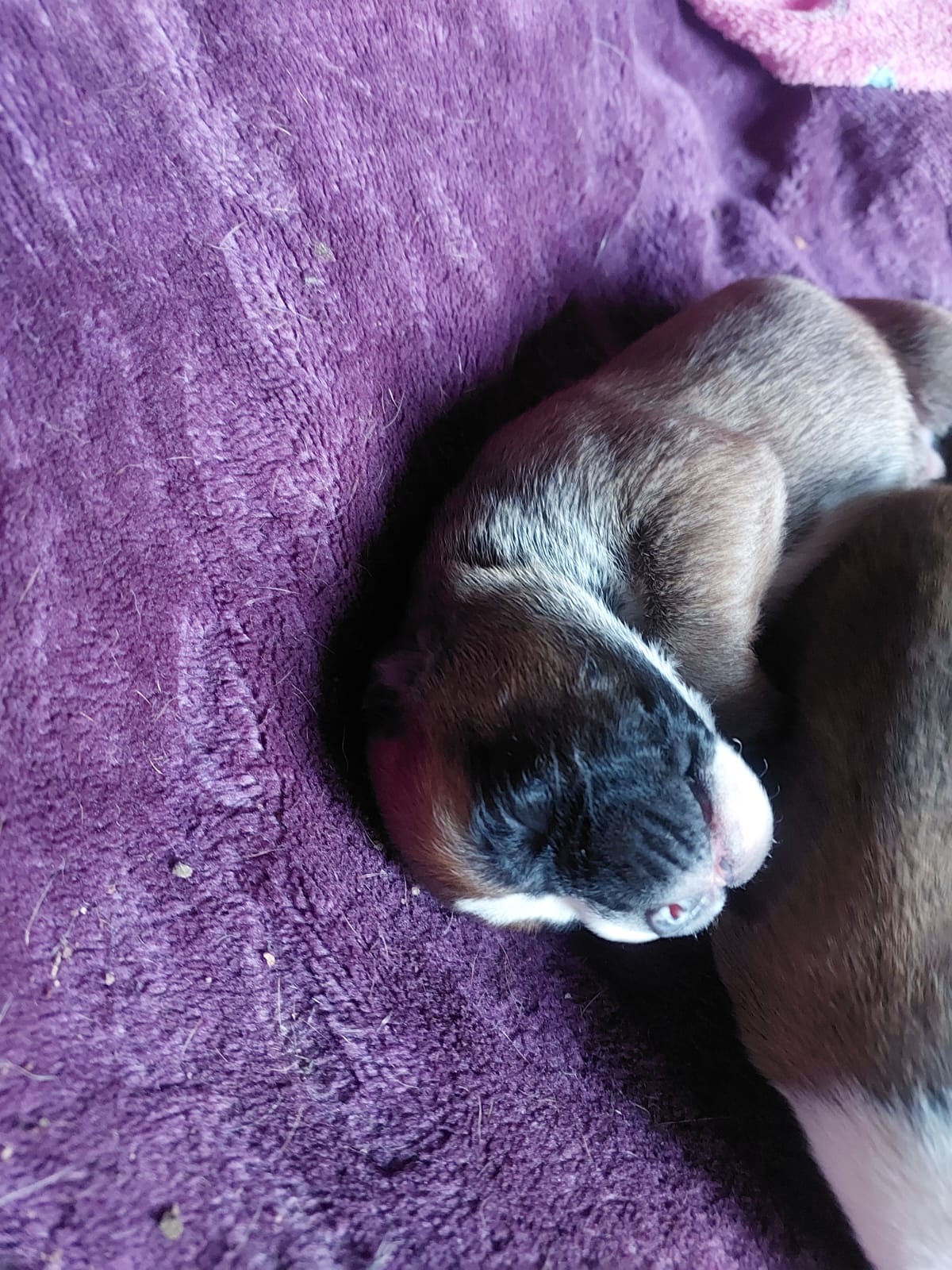 Boxer puppies for sale | Junk Mail Marketplace