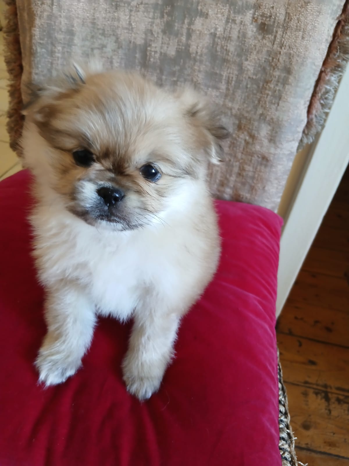 Miniature Pekingese | Junk Mail Marketplace