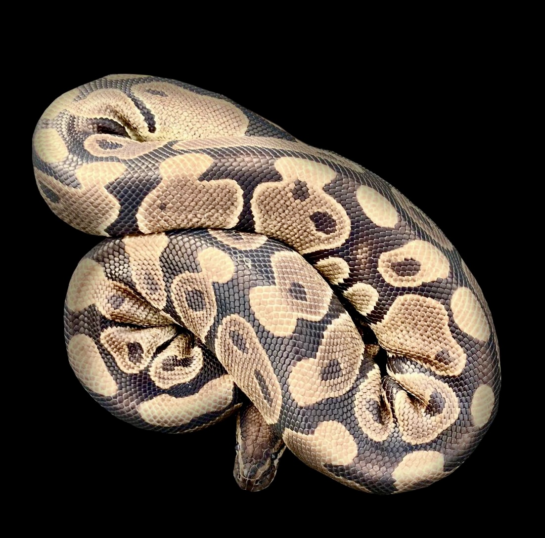 Classic Ball Python Male, Five Years Old | Junk Mail Marketplace