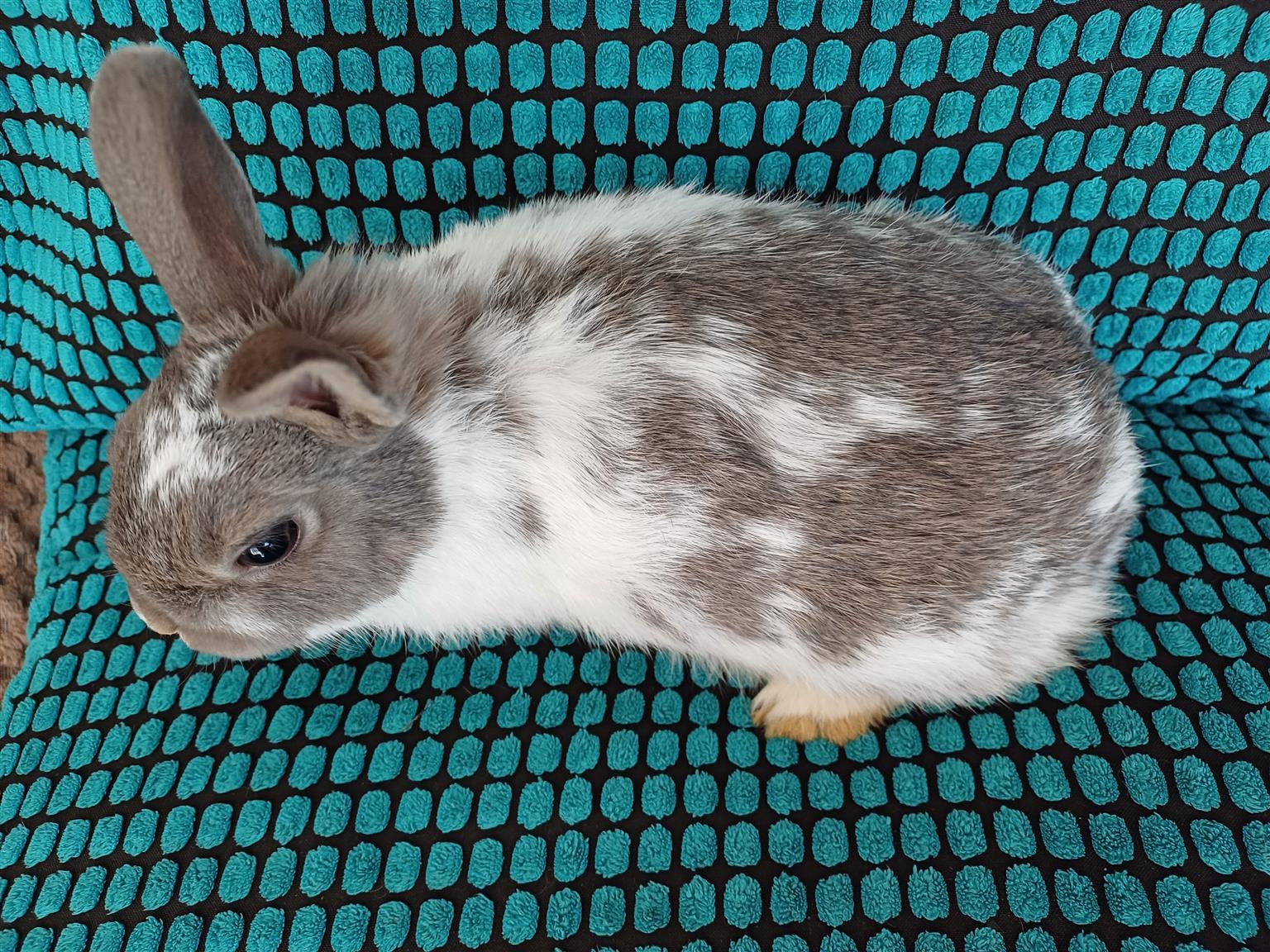 Dwarf bunnies/rabbits | Junk Mail