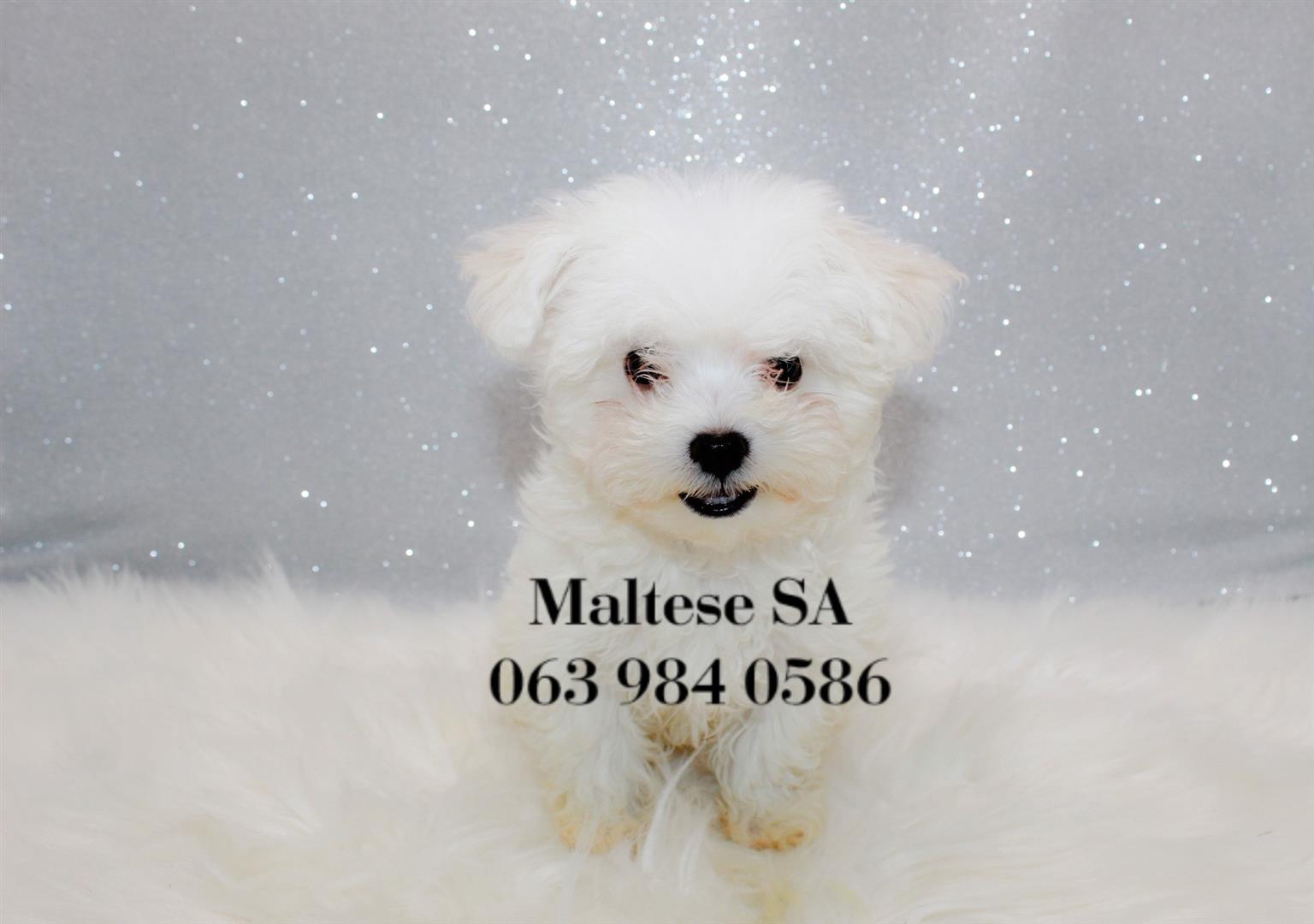 Purebred miniature Maltese Male puppy | Junk Mail Marketplace