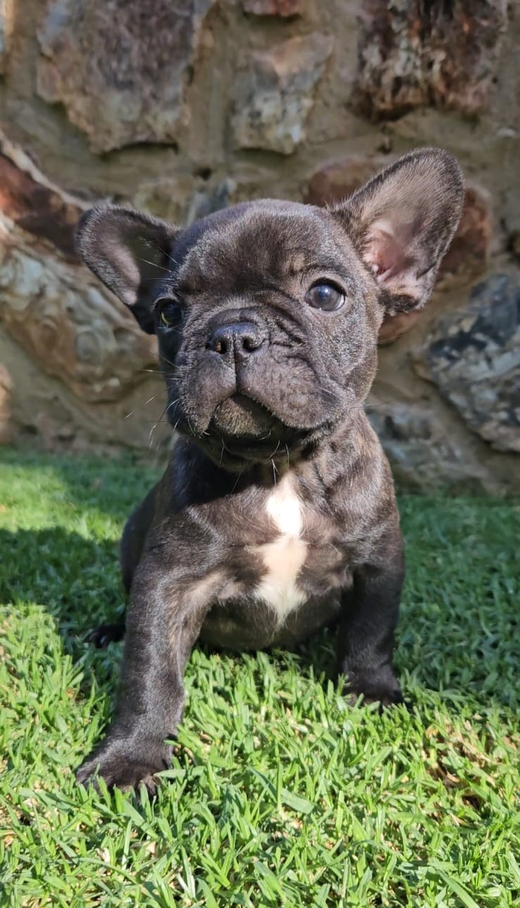 Beautiful Frenchie / French Bulldog puppies for sale | Junk Mail ...