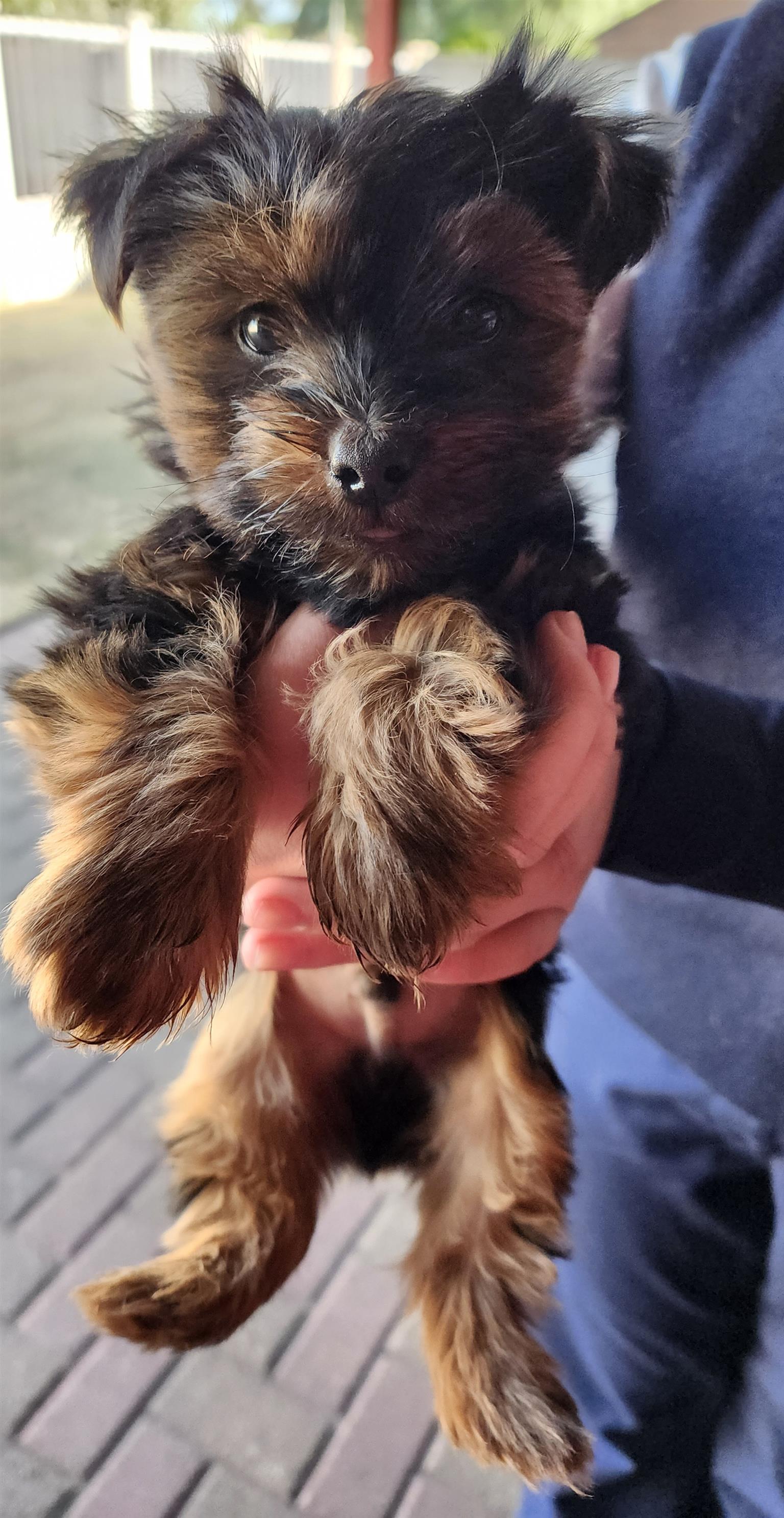Yorkshire Terrier (Yorkie) puppy for sale | Junk Mail