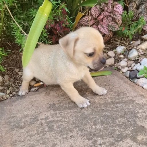 Jack Russell X Pekingese | Junk Mail Marketplace