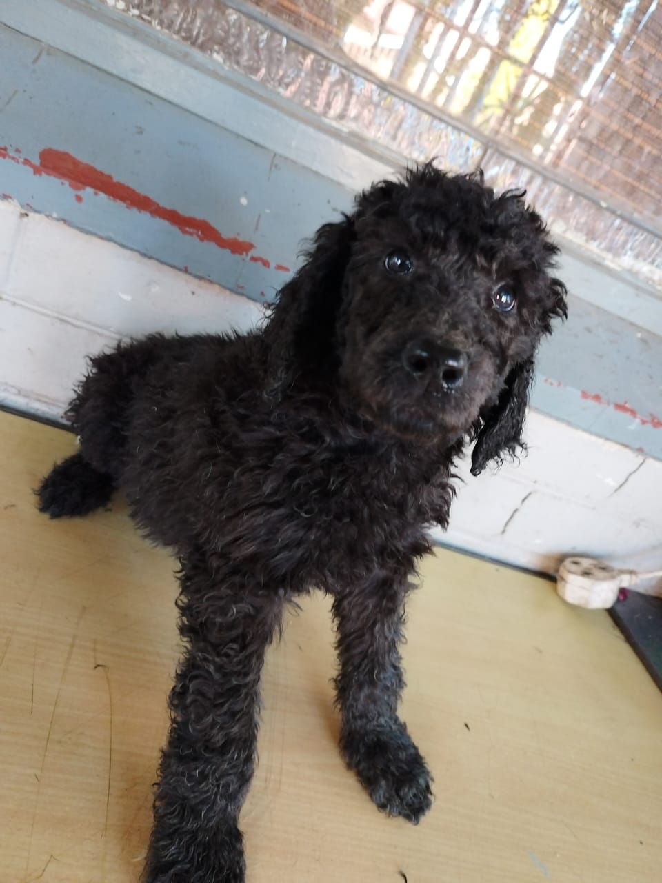 Standard French poodle | Junk Mail Marketplace