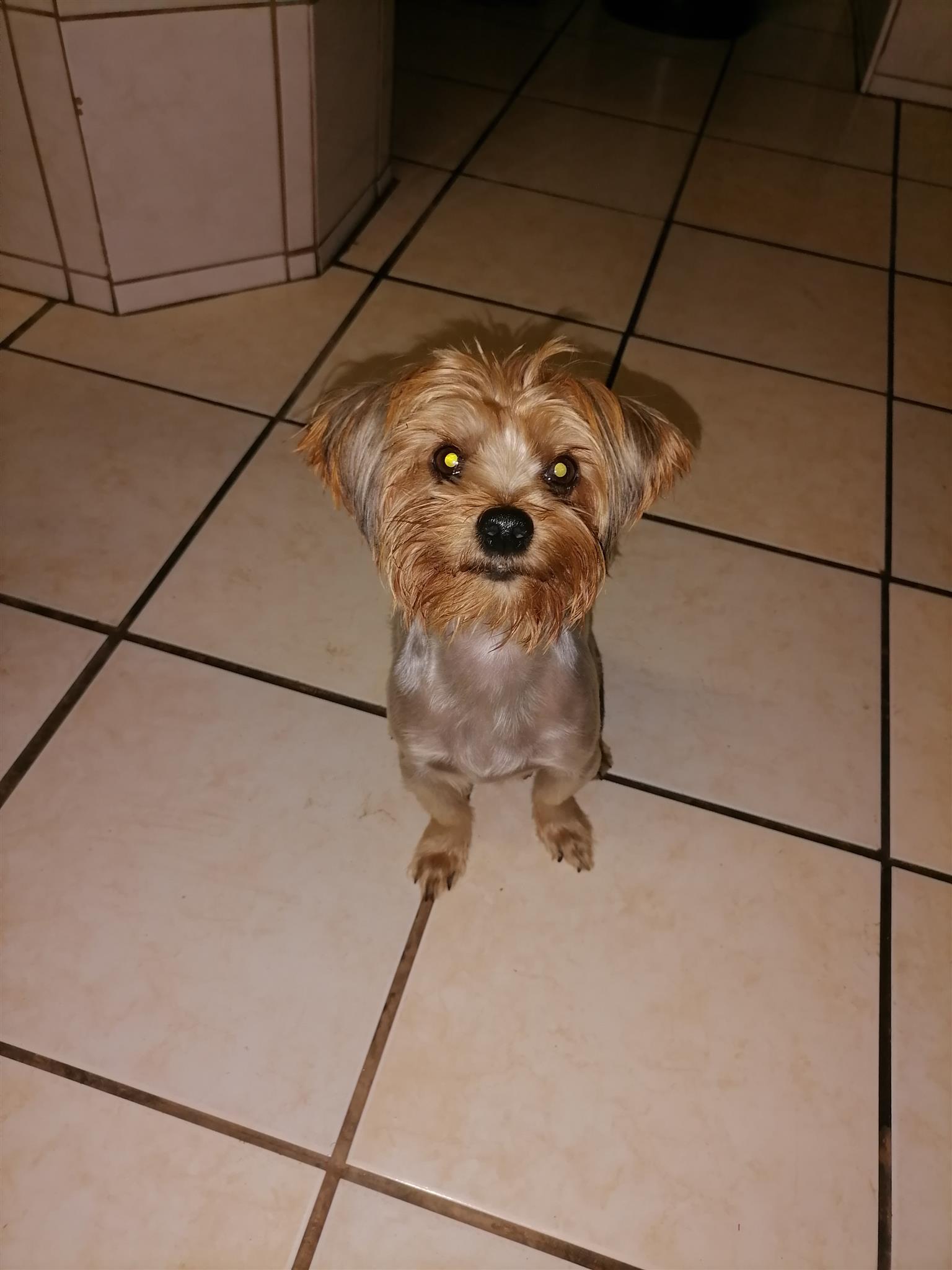 Traditional Pure breed Yorkie puppies | Junk Mail