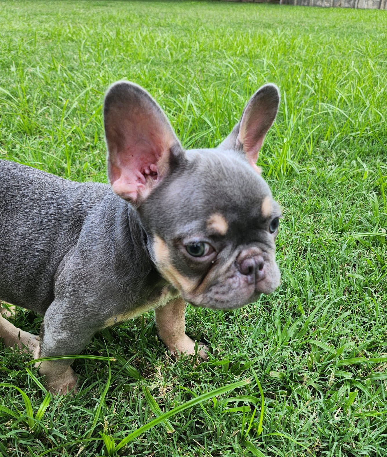 Gorgeous Exotic Frenchies available | Junk Mail Marketplace
