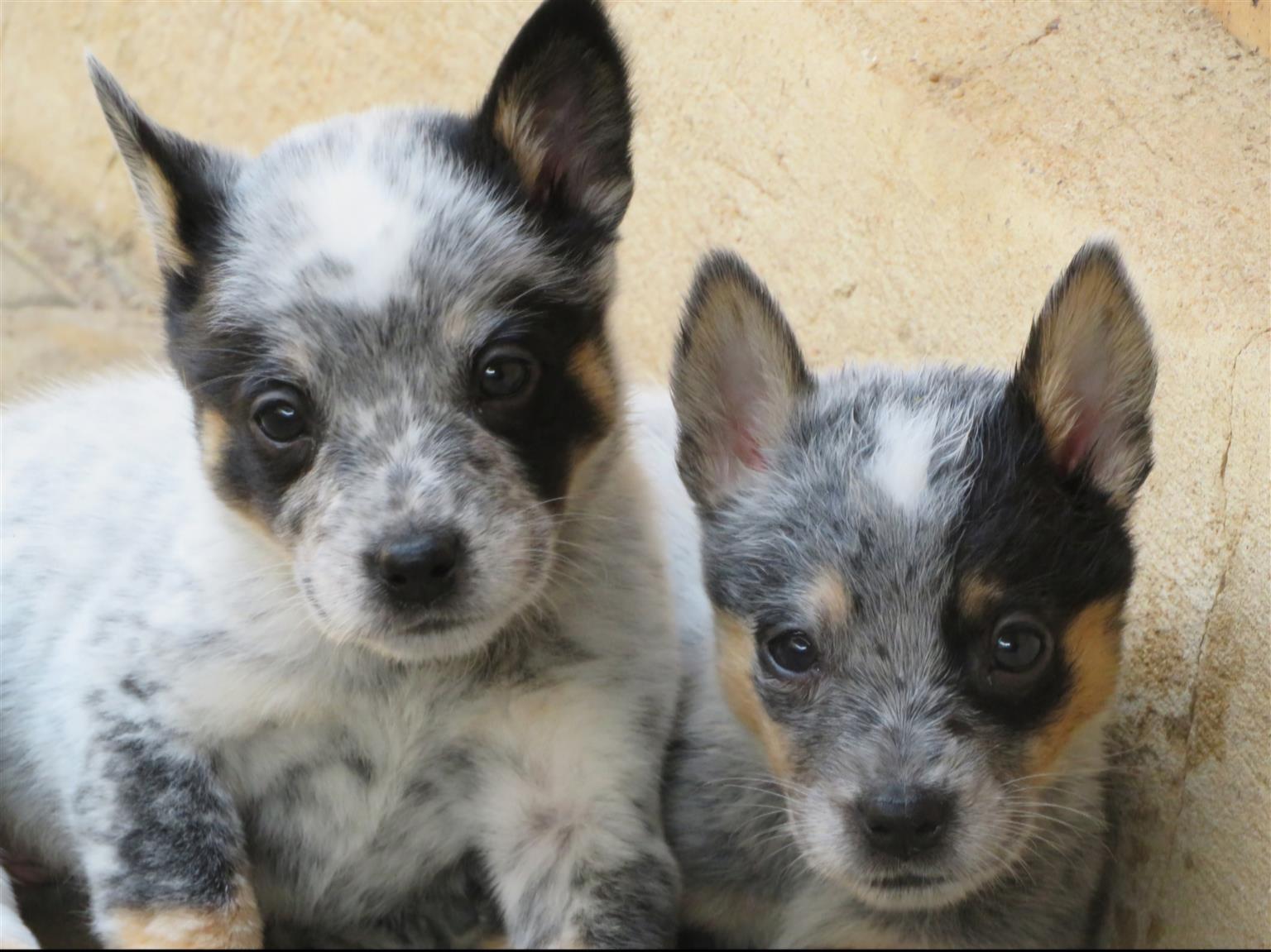 Australian cattle dogs ( Beeshonde ) | Junk Mail Marketplace