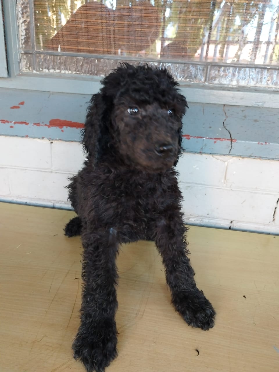 Standard French poodle | Junk Mail Marketplace