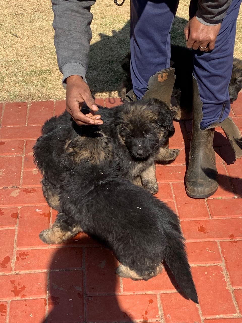 German shepherd puppies | Junk Mail