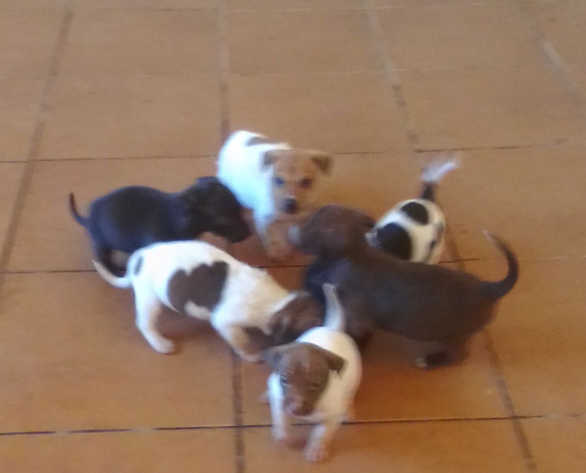 Labrador X long leg Fox Terrier puppies | Junk Mail Marketplace