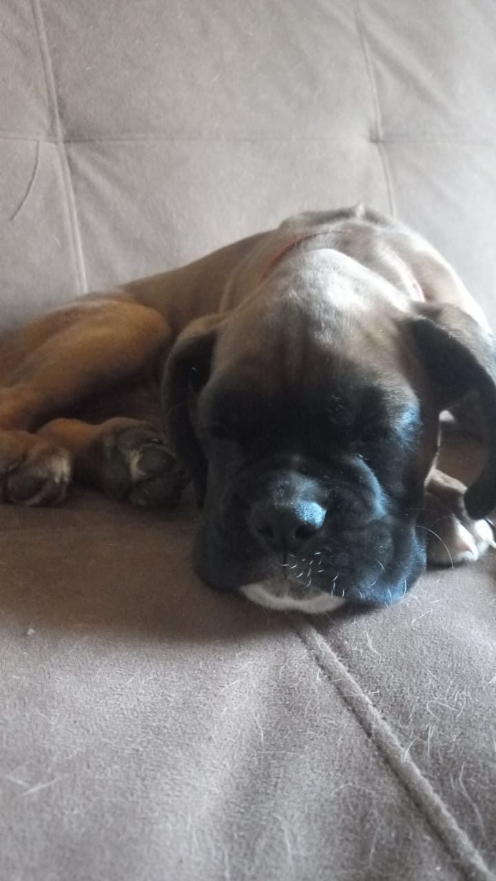Boxer female | Junk Mail Marketplace