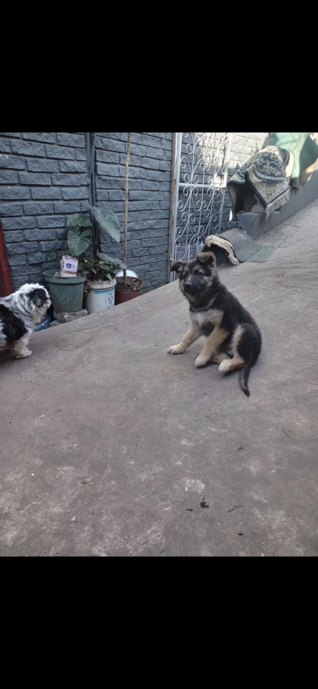 German Shepherd pups | Junk Mail Marketplace
