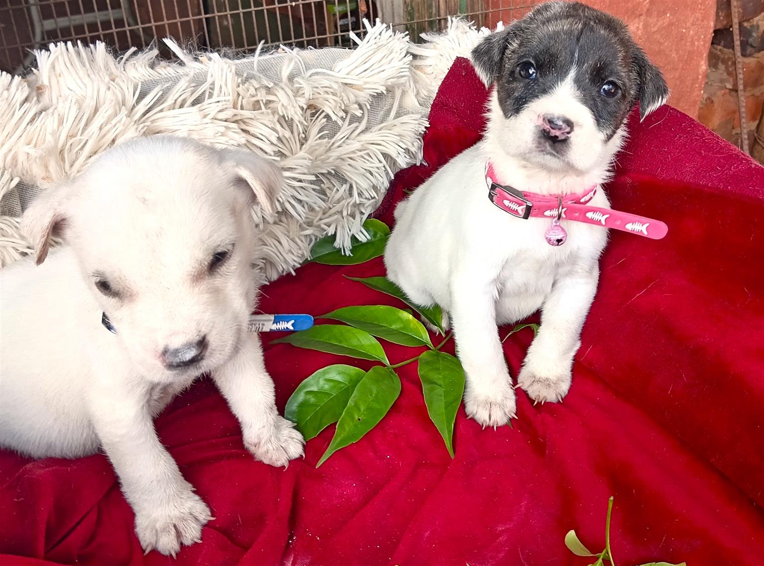 Beautiful Boxer terrier puppies | Junk Mail