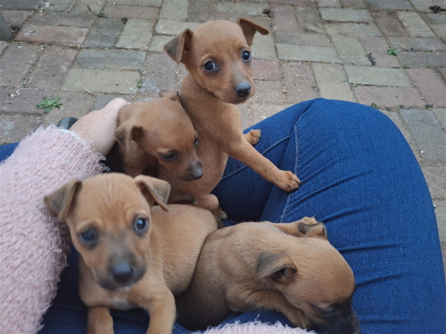 Min Pincher x puppies | Junk Mail Marketplace