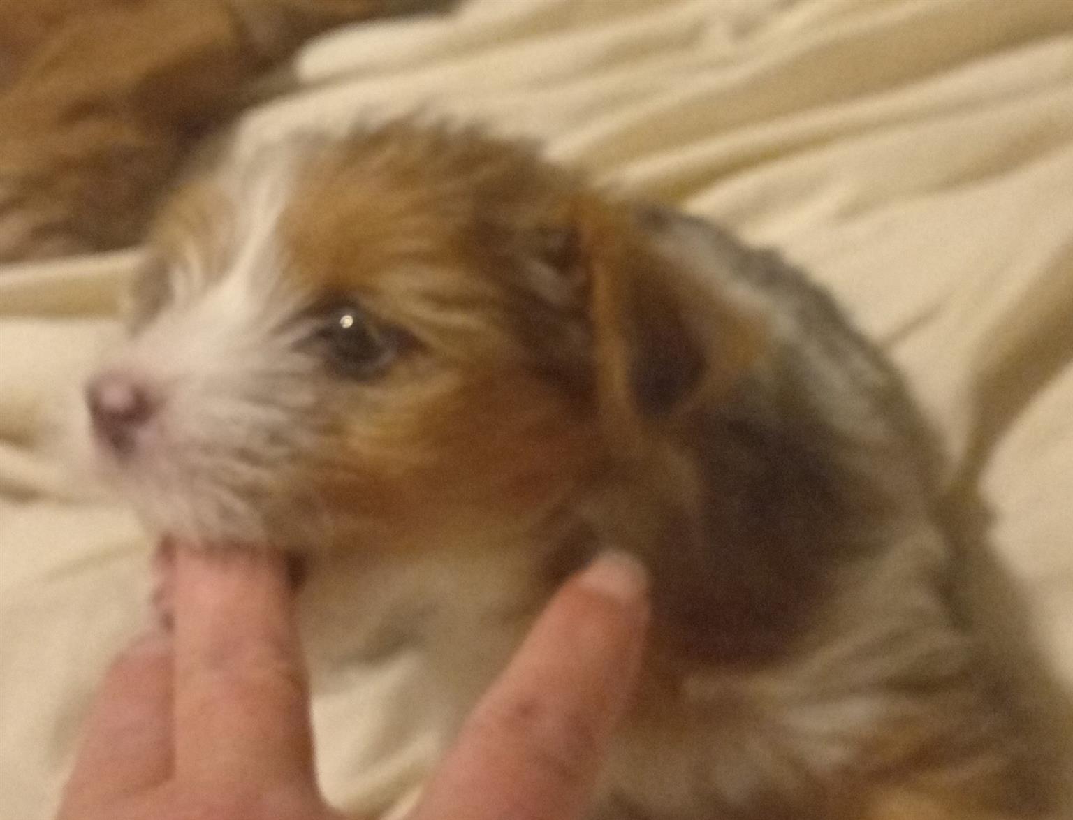 Beautiful female puppies for sale | Junk Mail