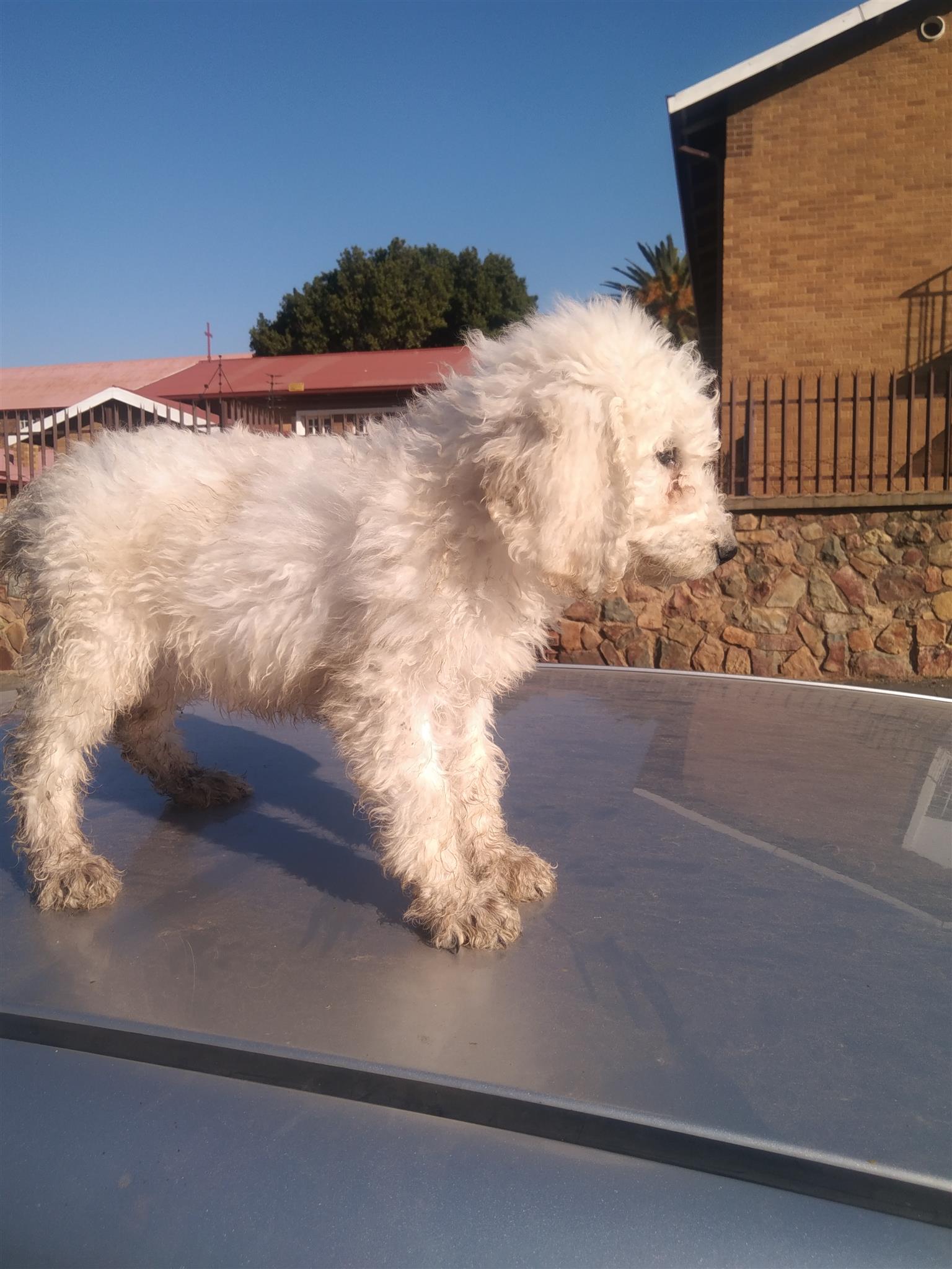 Standard French Poodles | Junk Mail