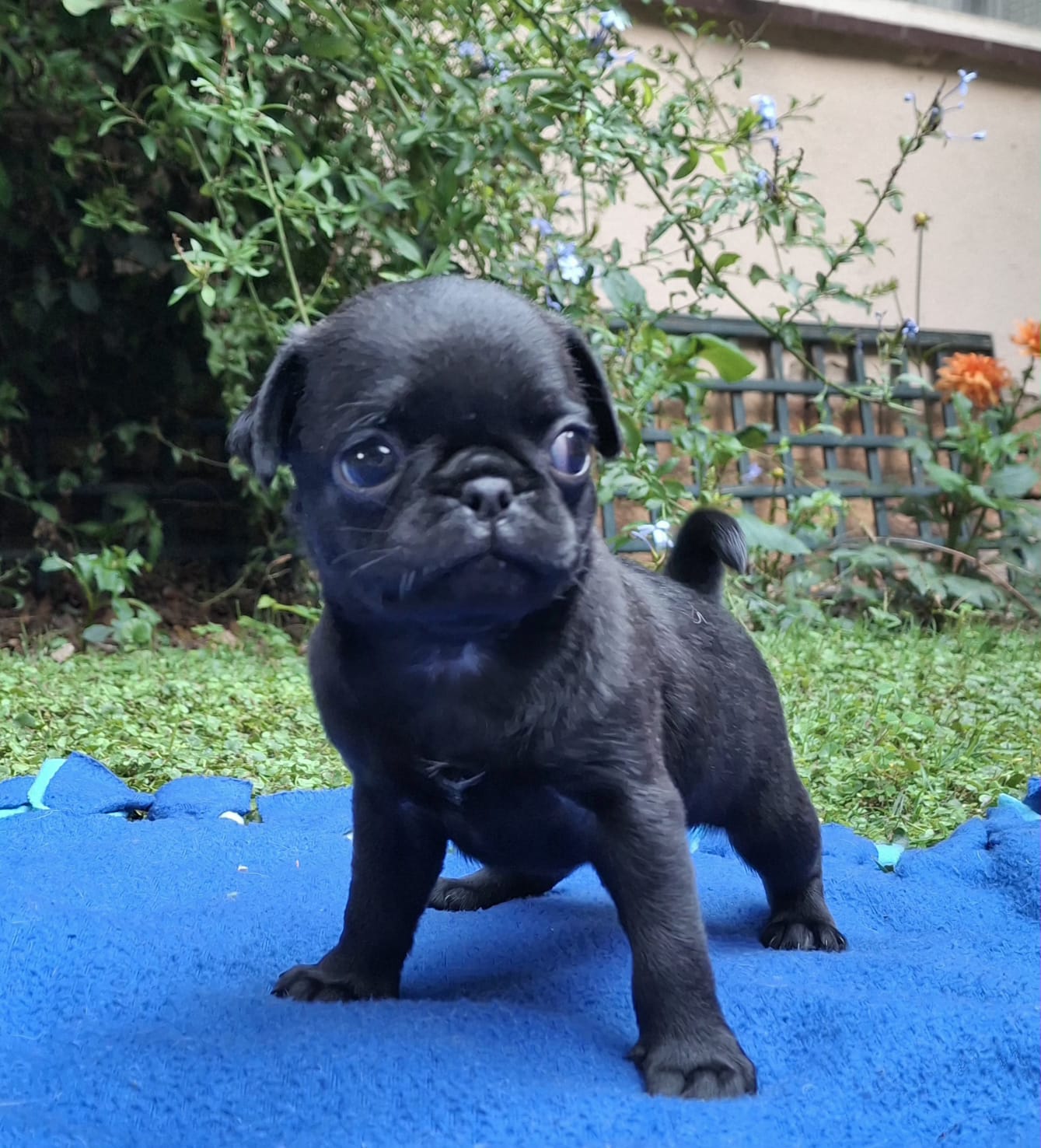 Pure Bred Pug Puppies | Junk Mail Marketplace