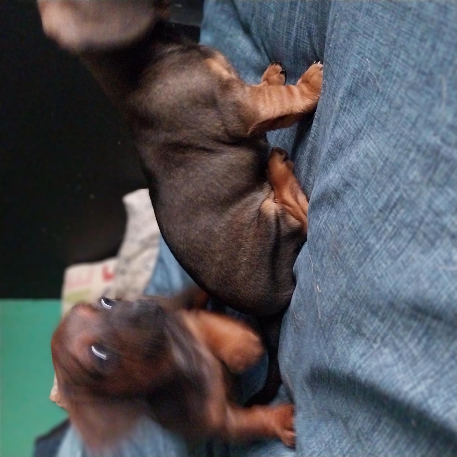 Two male 8 week old miniature Dutch Hound Puppies puppies | Junk Mail