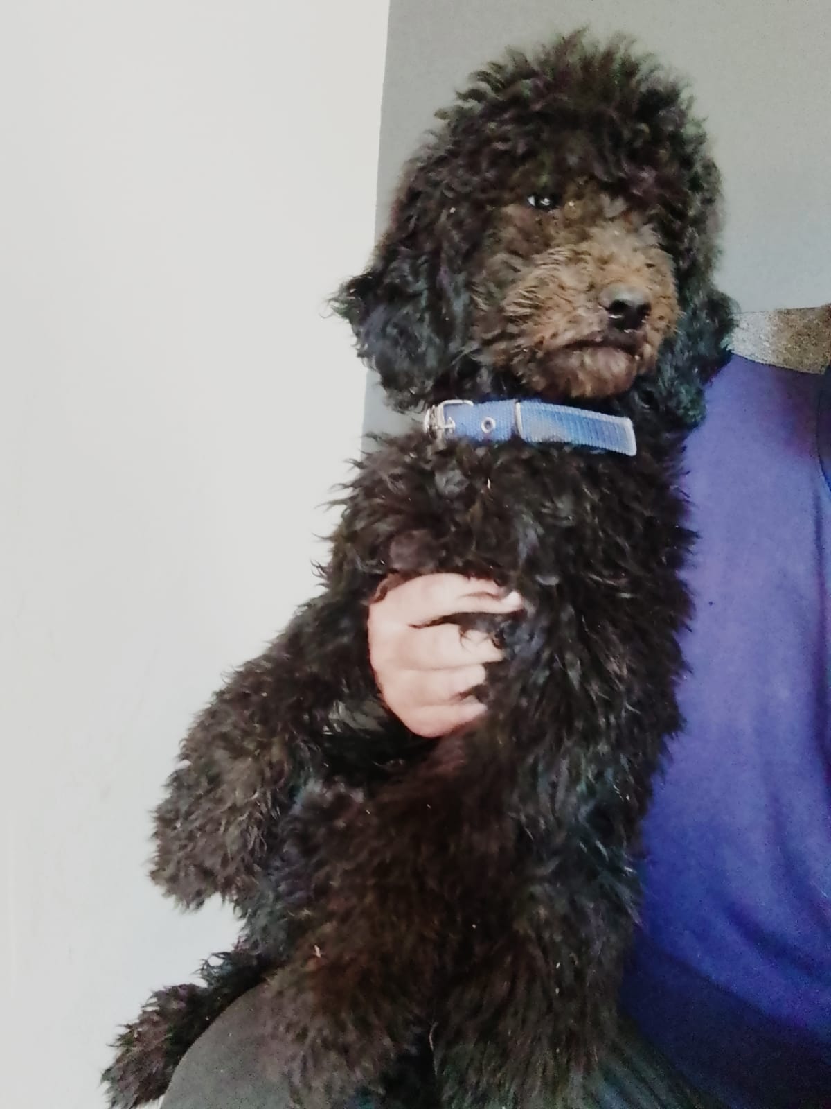 Standard French poodles | Junk Mail