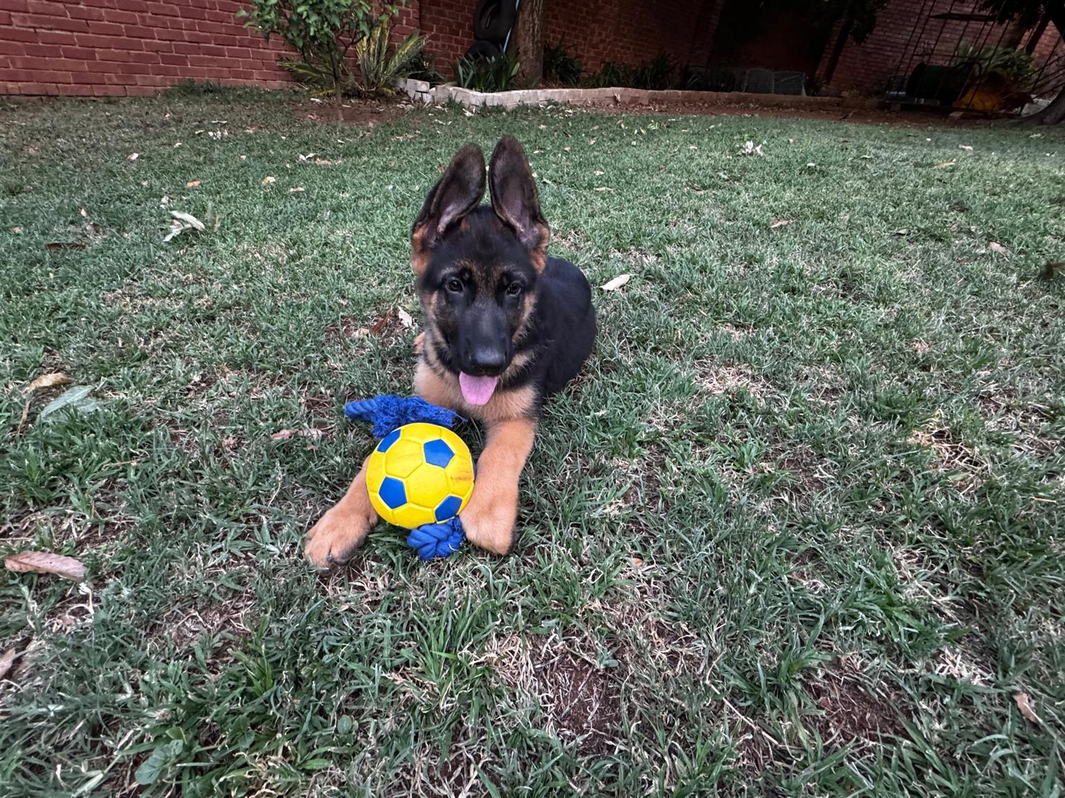 Registered German Shepherd puppy | Junk Mail Marketplace