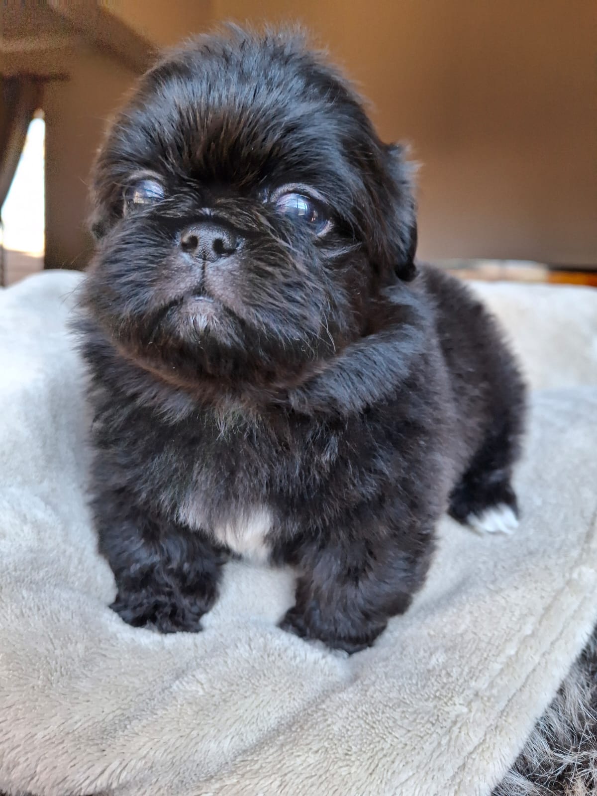 Pure Bred Pekingese | Junk Mail Marketplace