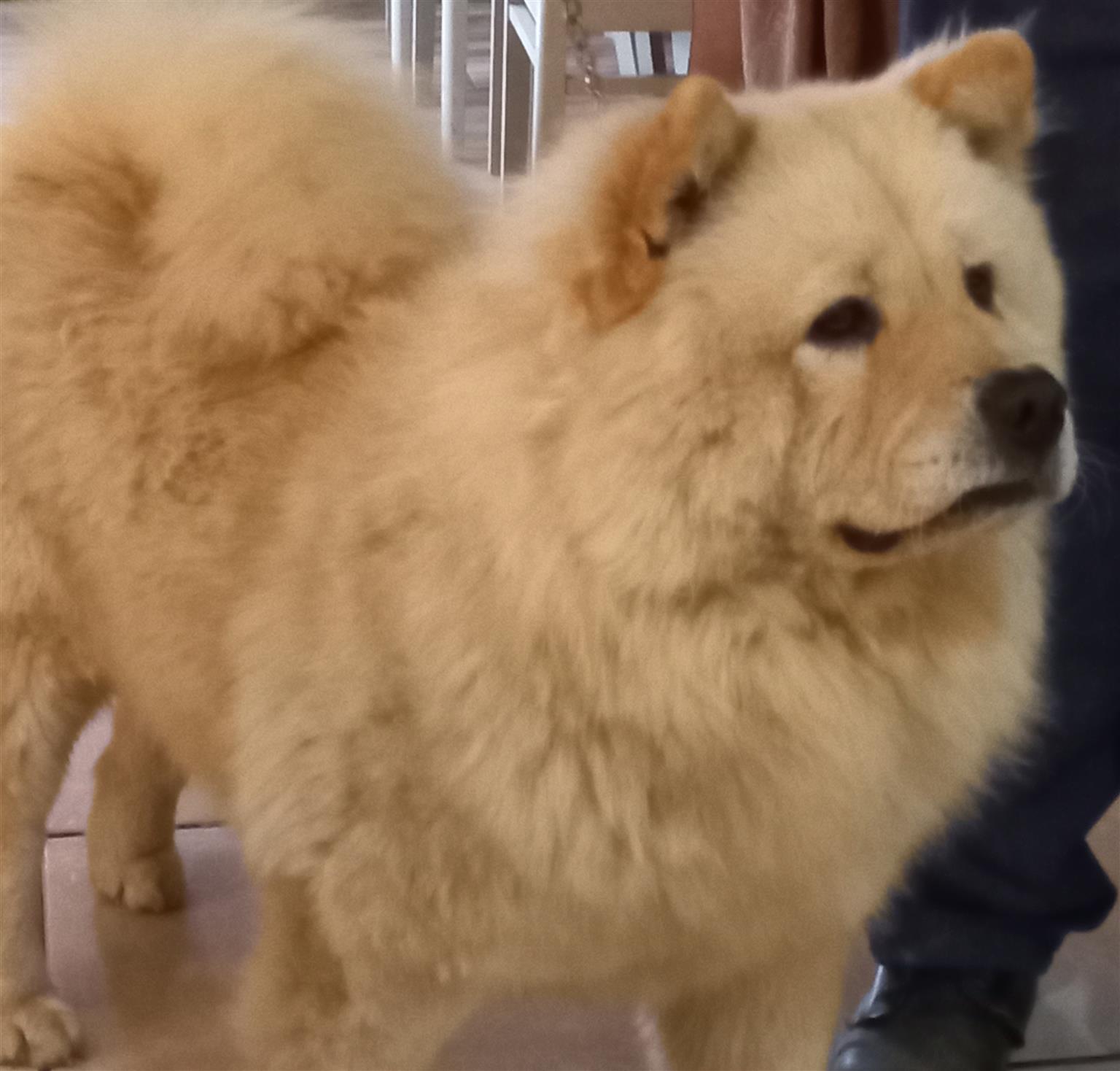 Chow chow puppies for sale.Dogs and puppies registered | Junk Mail