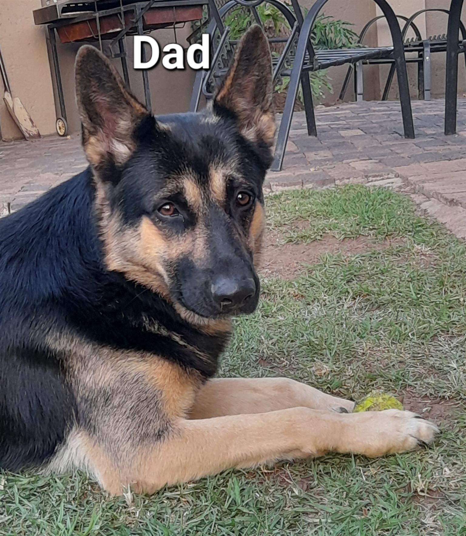 German Shepherd puppies looking for loving homes | Junk Mail