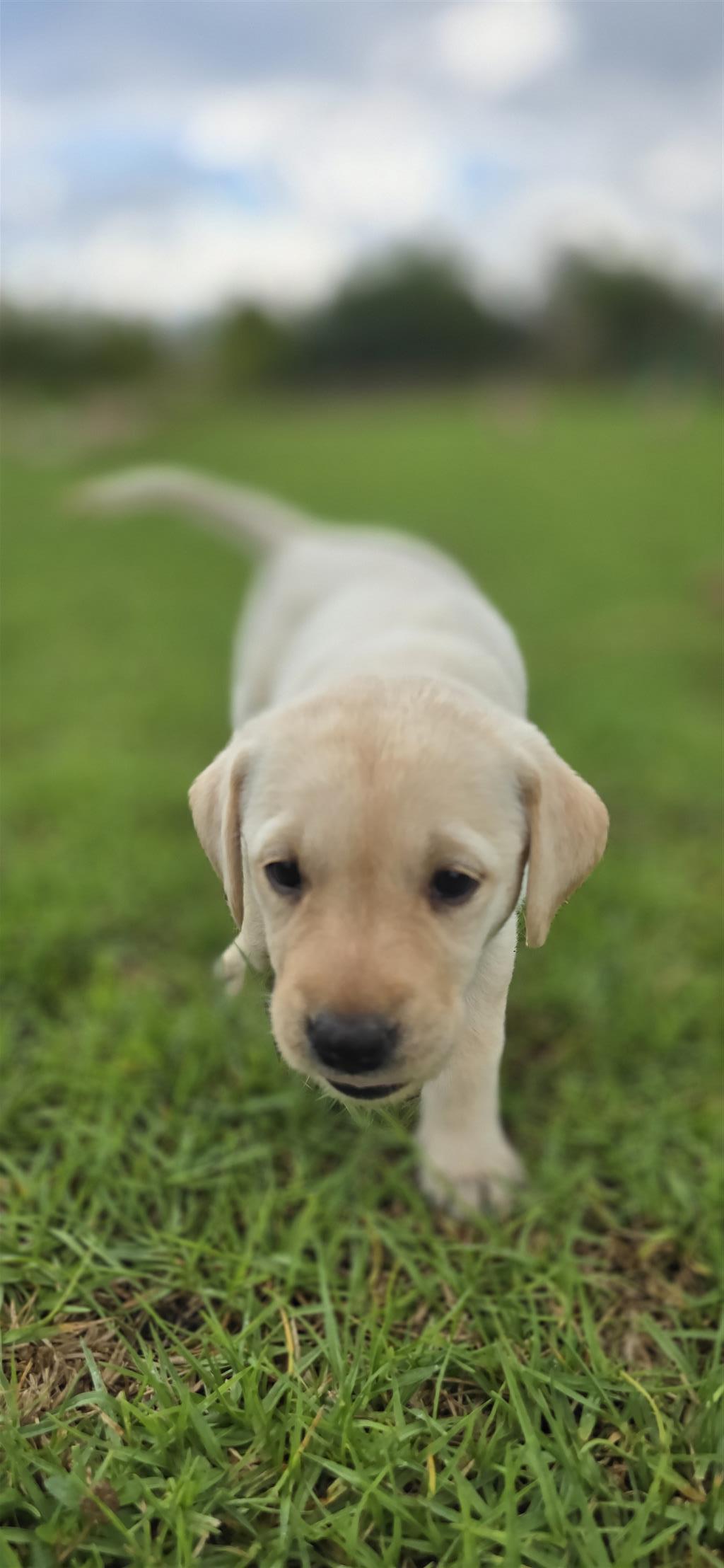 Beautiful Golden Labrador puppies | Junk Mail