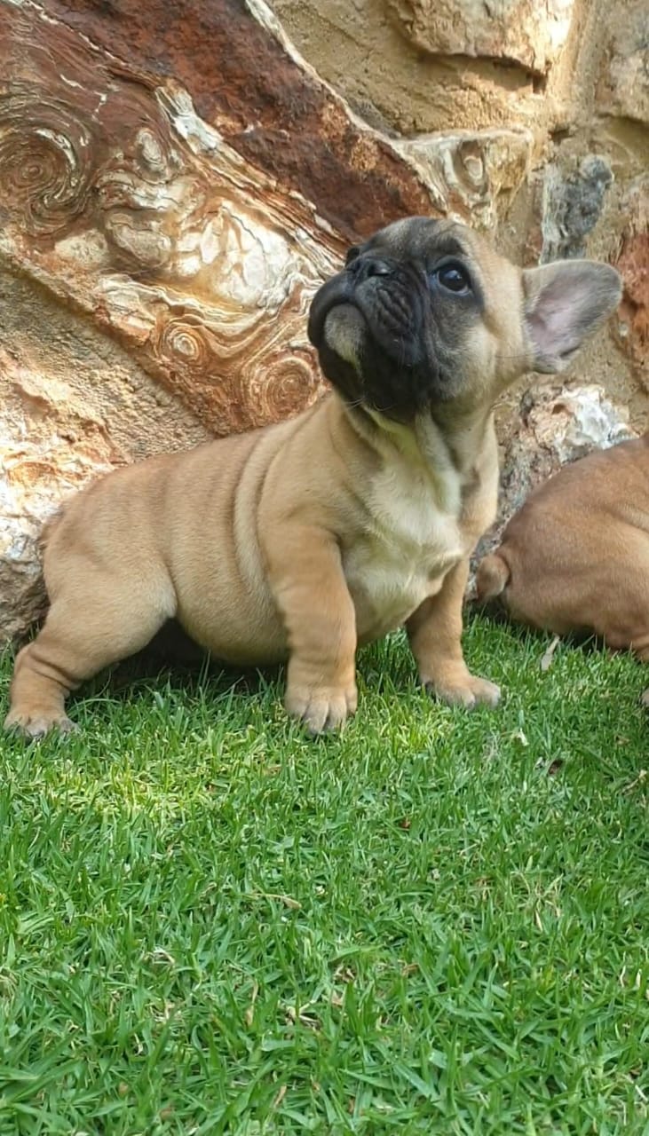 Beautiful Frenchie / French Bulldog puppies for sale | Junk Mail ...
