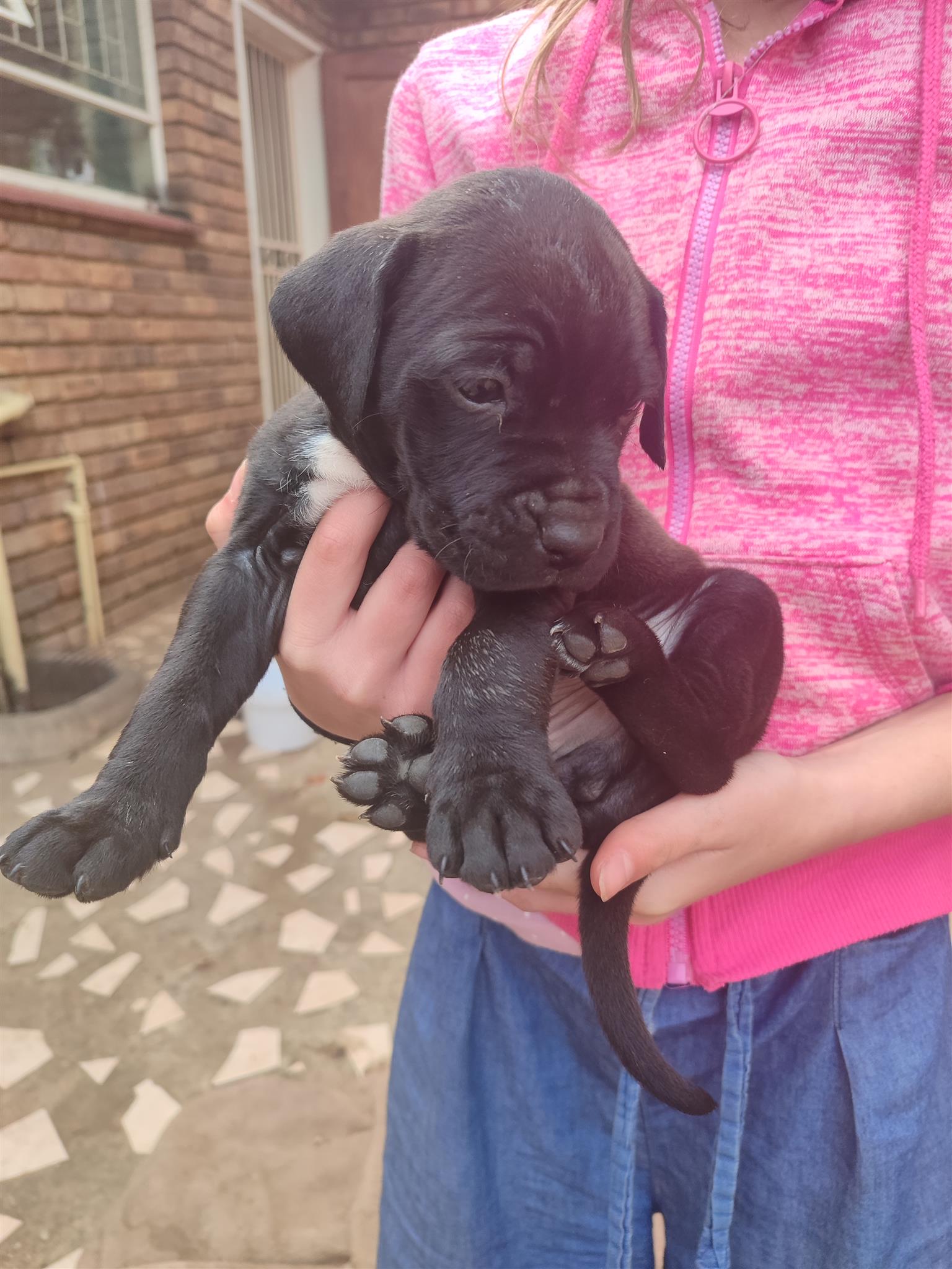 Bull Boxer Pups for sale | Junk Mail