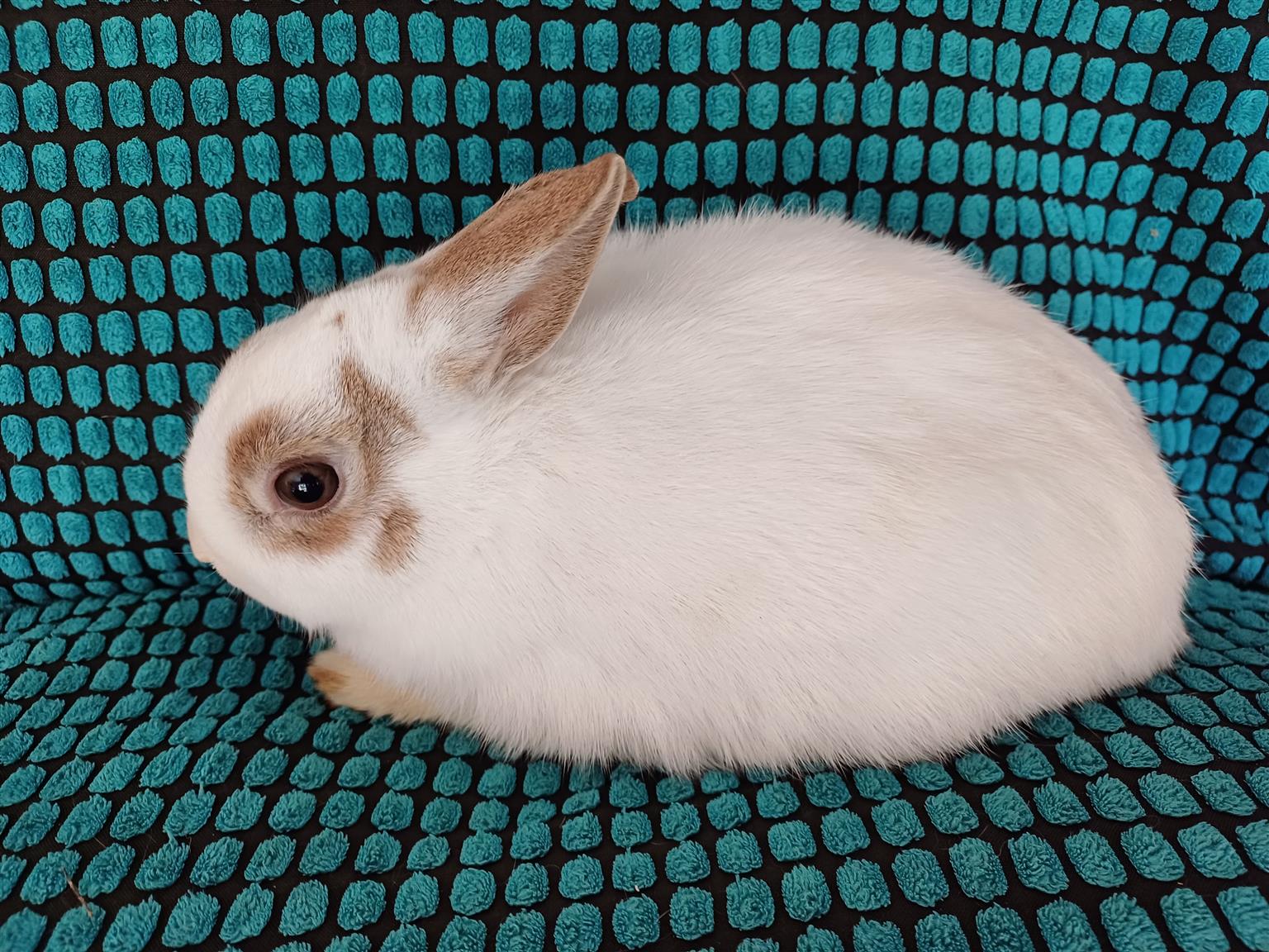 Dwarf bunnies/rabbits | Junk Mail