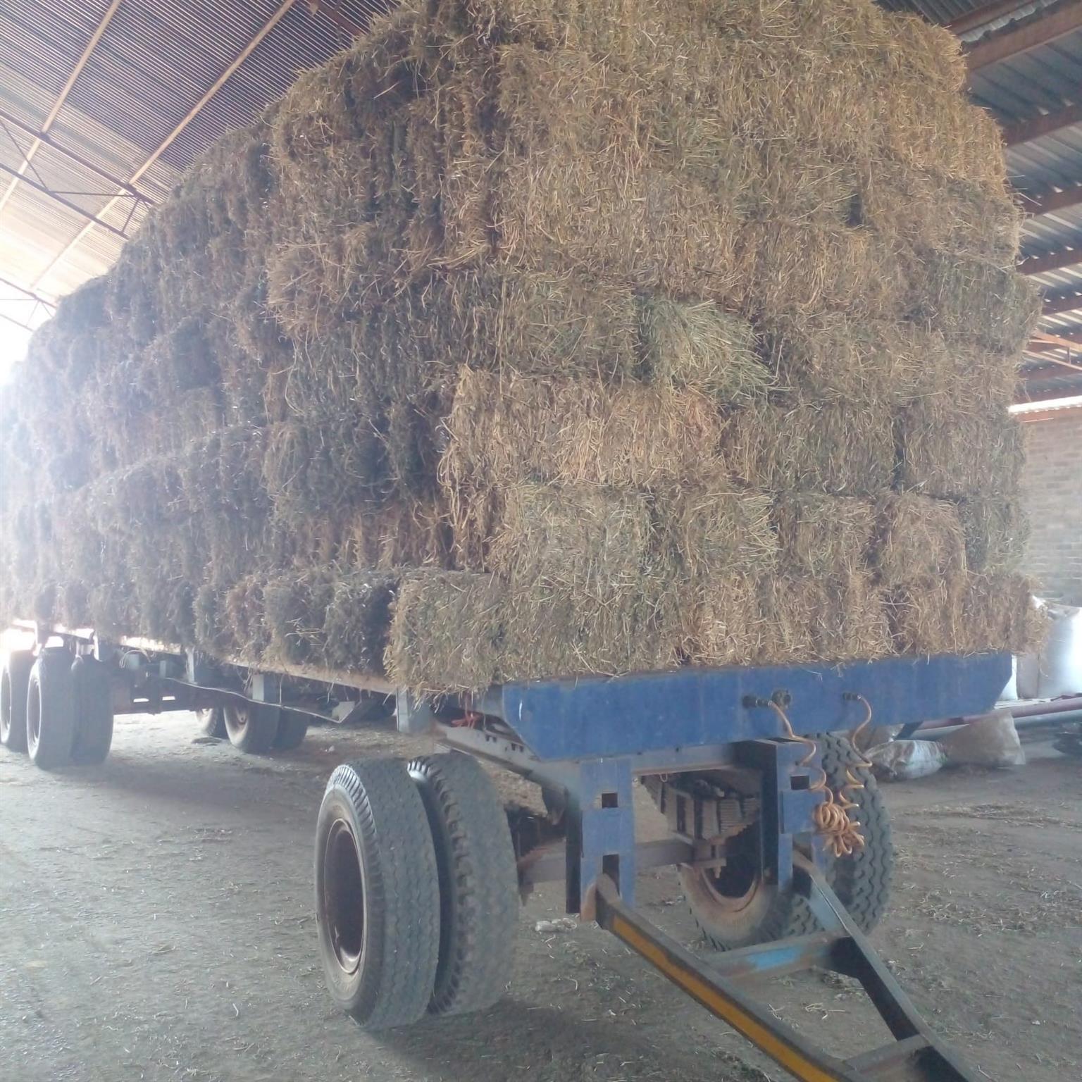 Lusern / Lucerne | Junk Mail