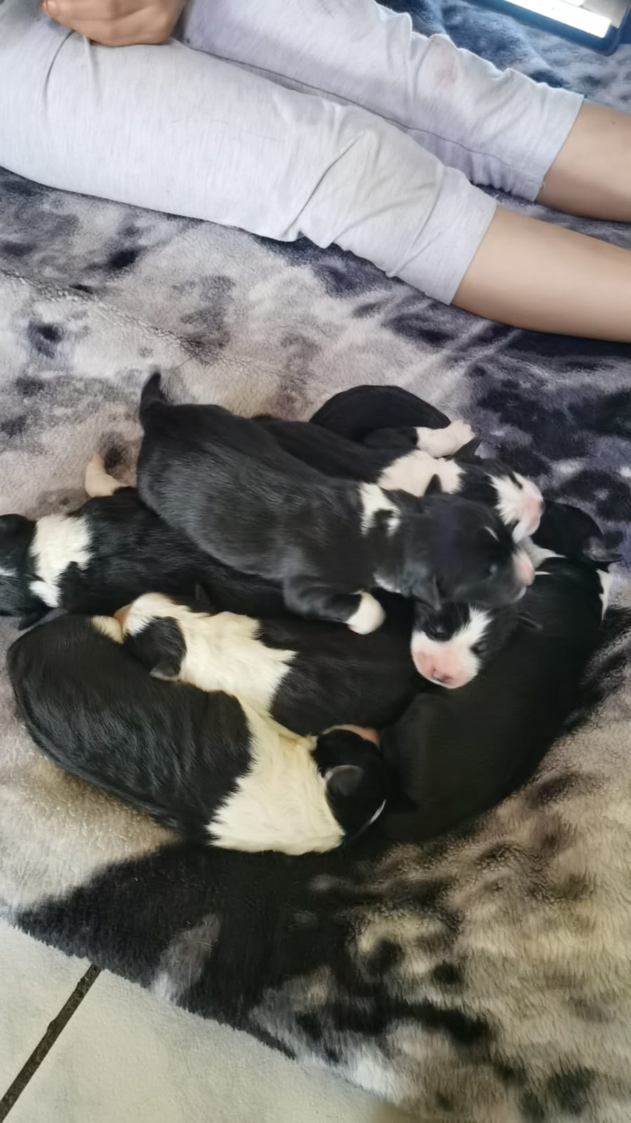 Border collie puppies | Junk Mail Marketplace