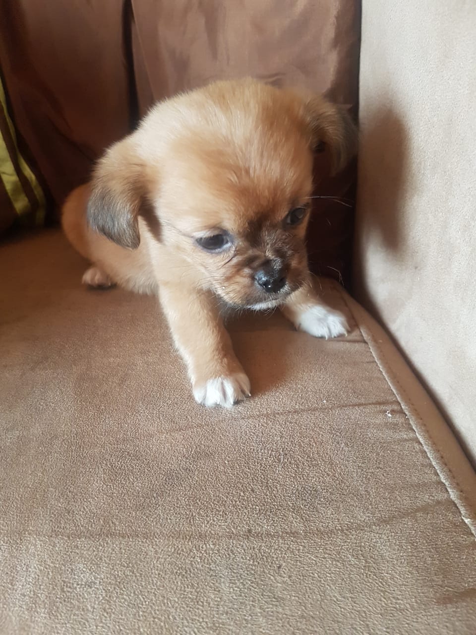 Pekingese cross pug | Junk Mail Marketplace