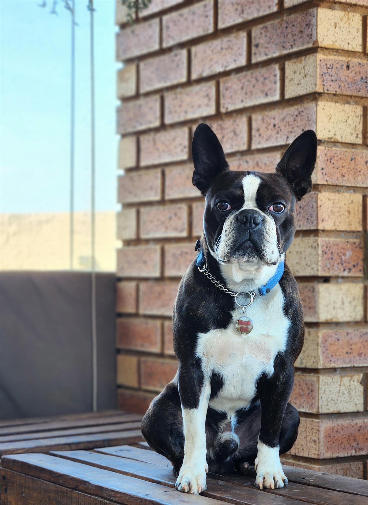 Beautiful Boston terrier boy | Junk Mail Marketplace