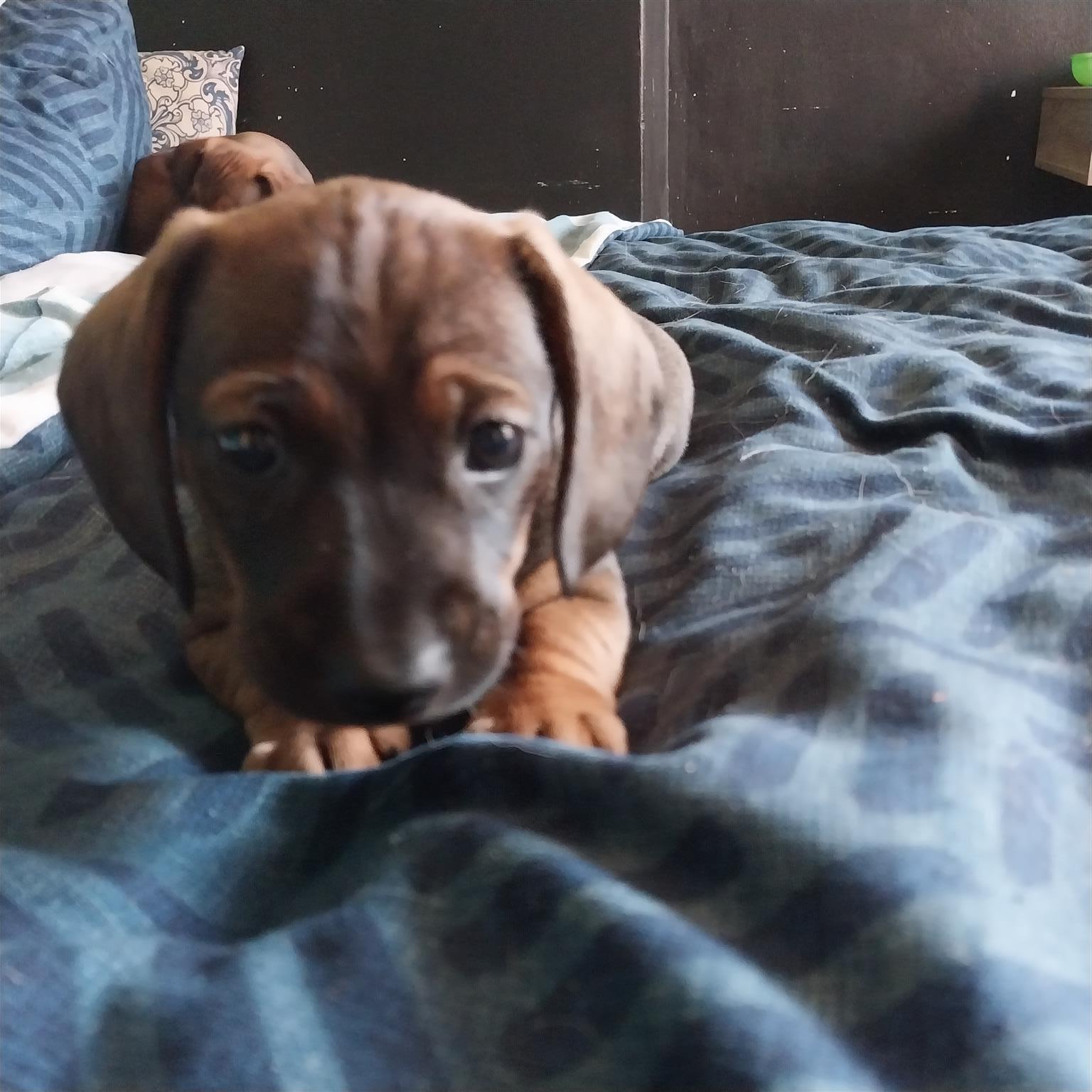 Two male 8 week old miniature Dutch Hound Puppies puppies | Junk Mail