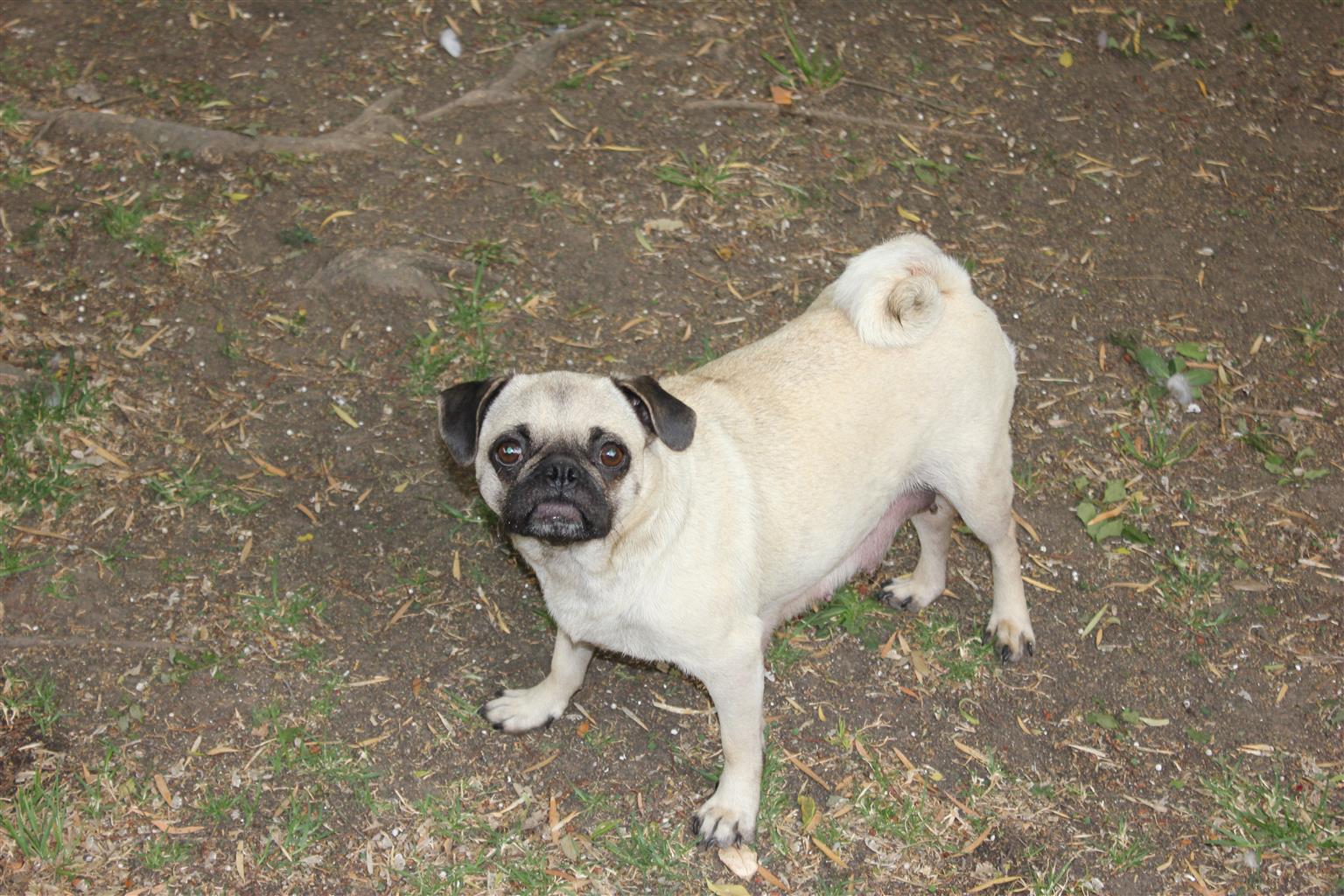 Pure Bred Pug Puppies | Junk Mail Marketplace