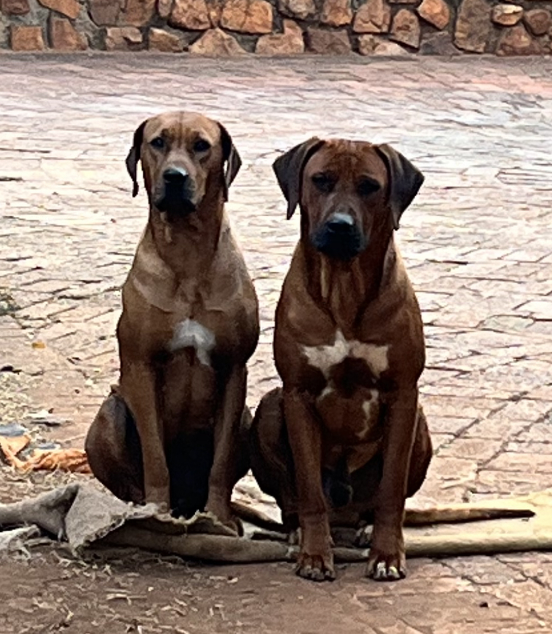 Rhodesian ridgeback puppies | Junk Mail