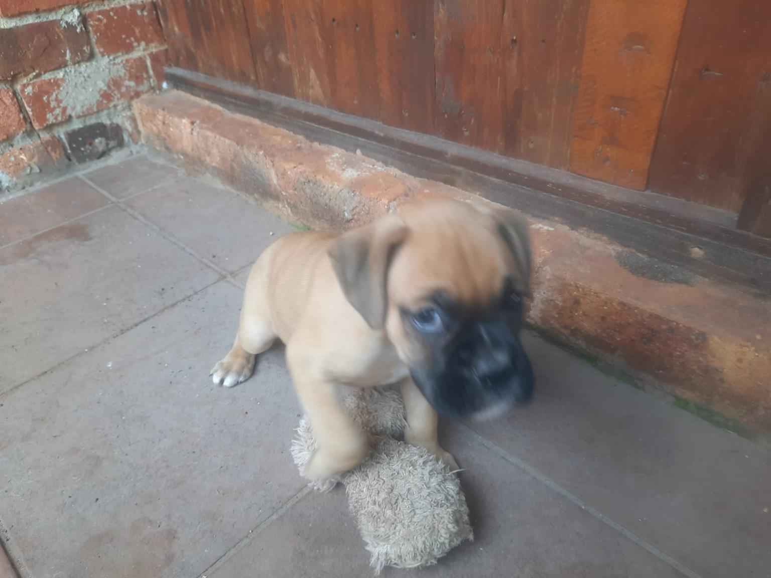 Pure Breed Boxer Puppies | Junk Mail Marketplace