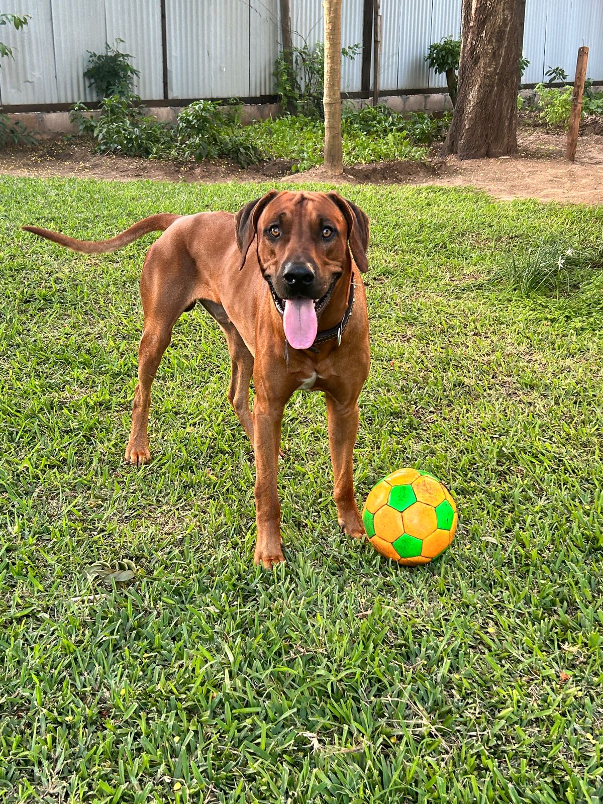 Rhodesian Ridgeback Puppies For Sale | Junk Mail Marketplace