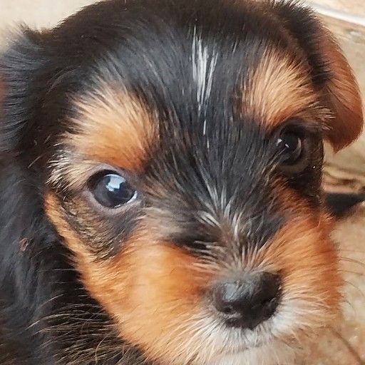 Pure Breed Yorkie Puppys | Junk Mail