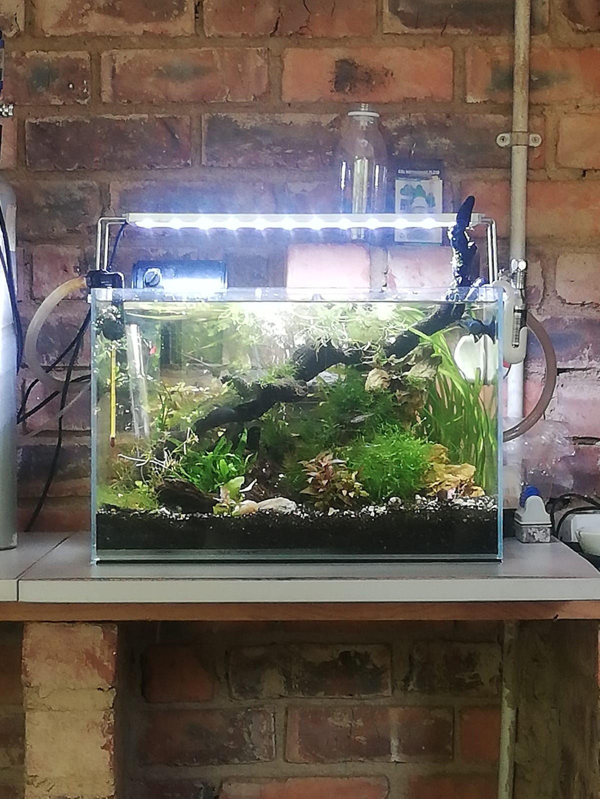 STARFIRE Complete Scape tank incl Nano Co2 defuser setup | Junk Mail ...