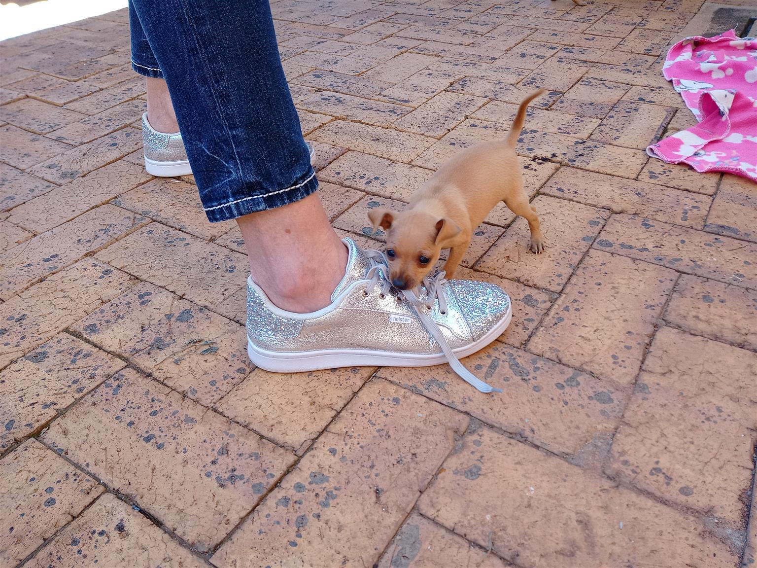 Pure Bred Miniature Doberman Pincher Puppies Junk Mail