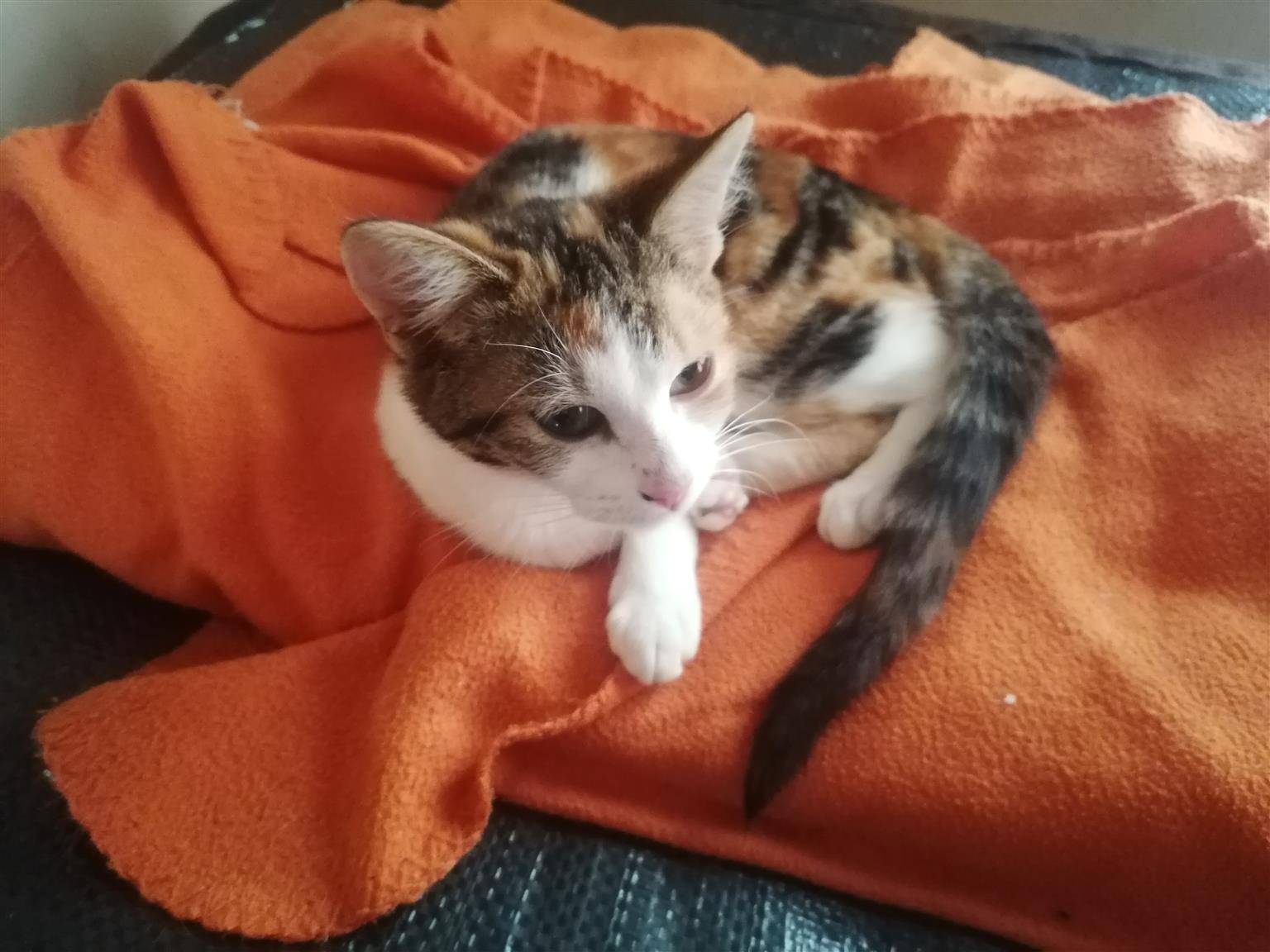 KITTENS 3x 7months old all sterilized | Junk Mail Marketplace